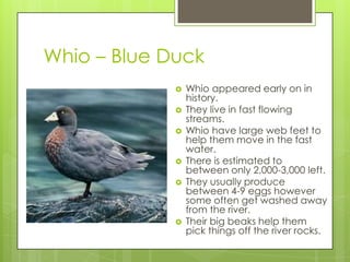 NZ Native Birds Presentation | PPTX