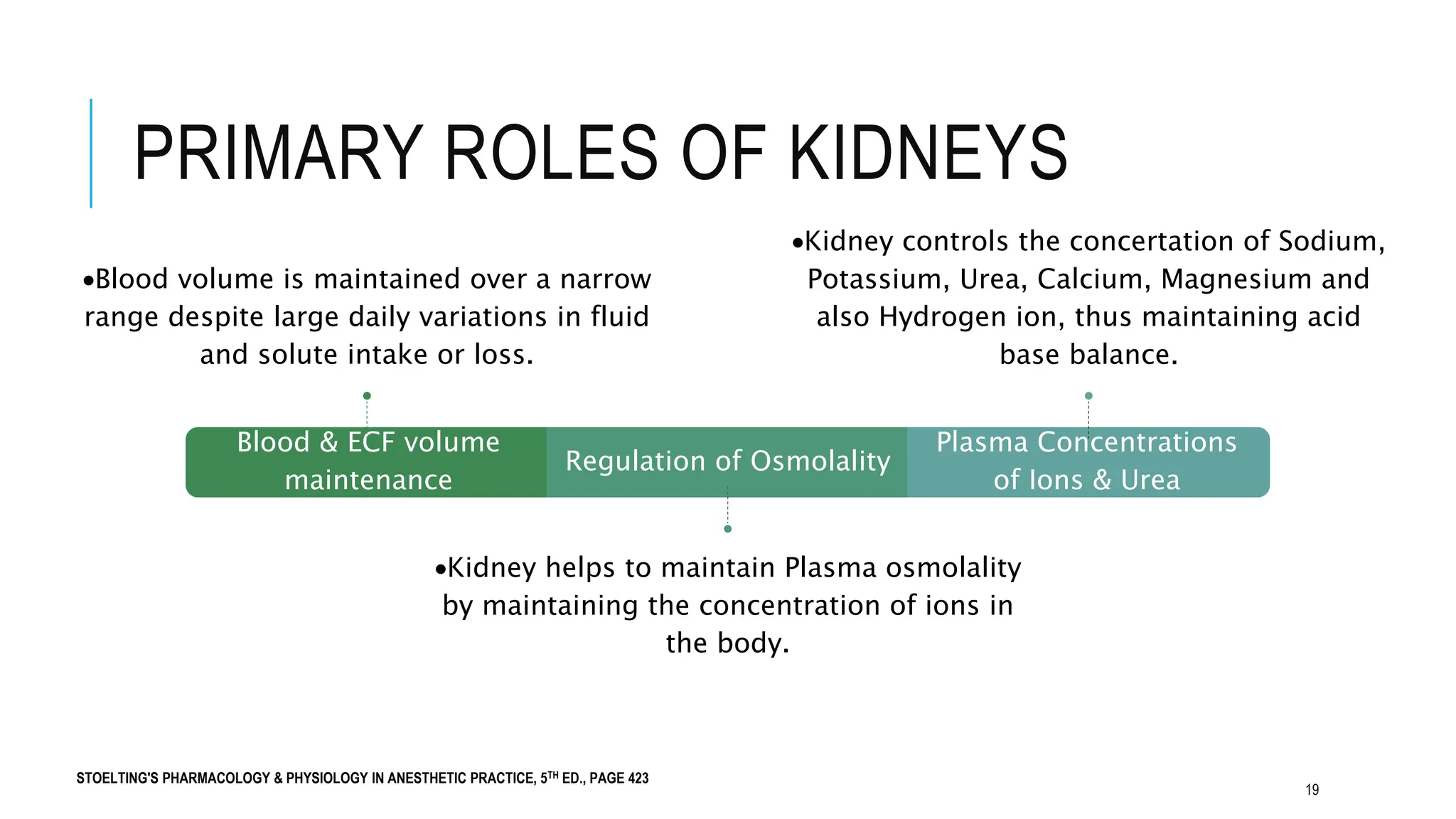 RENAL ANATOMY , PHYSIOLOGY AND ANESTHESIA | PPTX