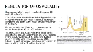 RENAL ANATOMY , PHYSIOLOGY AND ANESTHESIA | PPTX
