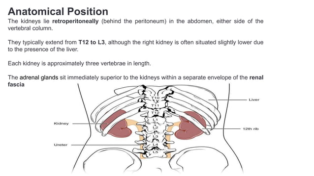 RENAL ANATOMY , PHYSIOLOGY AND ANESTHESIA | PPTX | Chemistry | Science