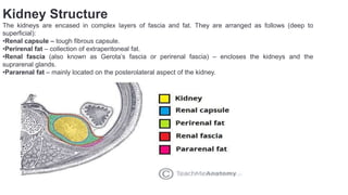RENAL ANATOMY , PHYSIOLOGY AND ANESTHESIA | PPTX
