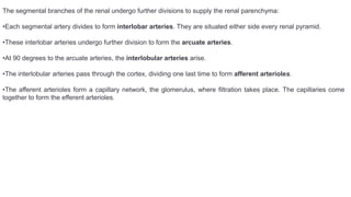 RENAL ANATOMY , PHYSIOLOGY AND ANESTHESIA | PPTX