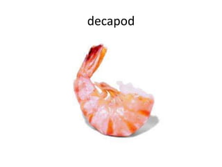 Ped/Pod Words | PPT | Free Download