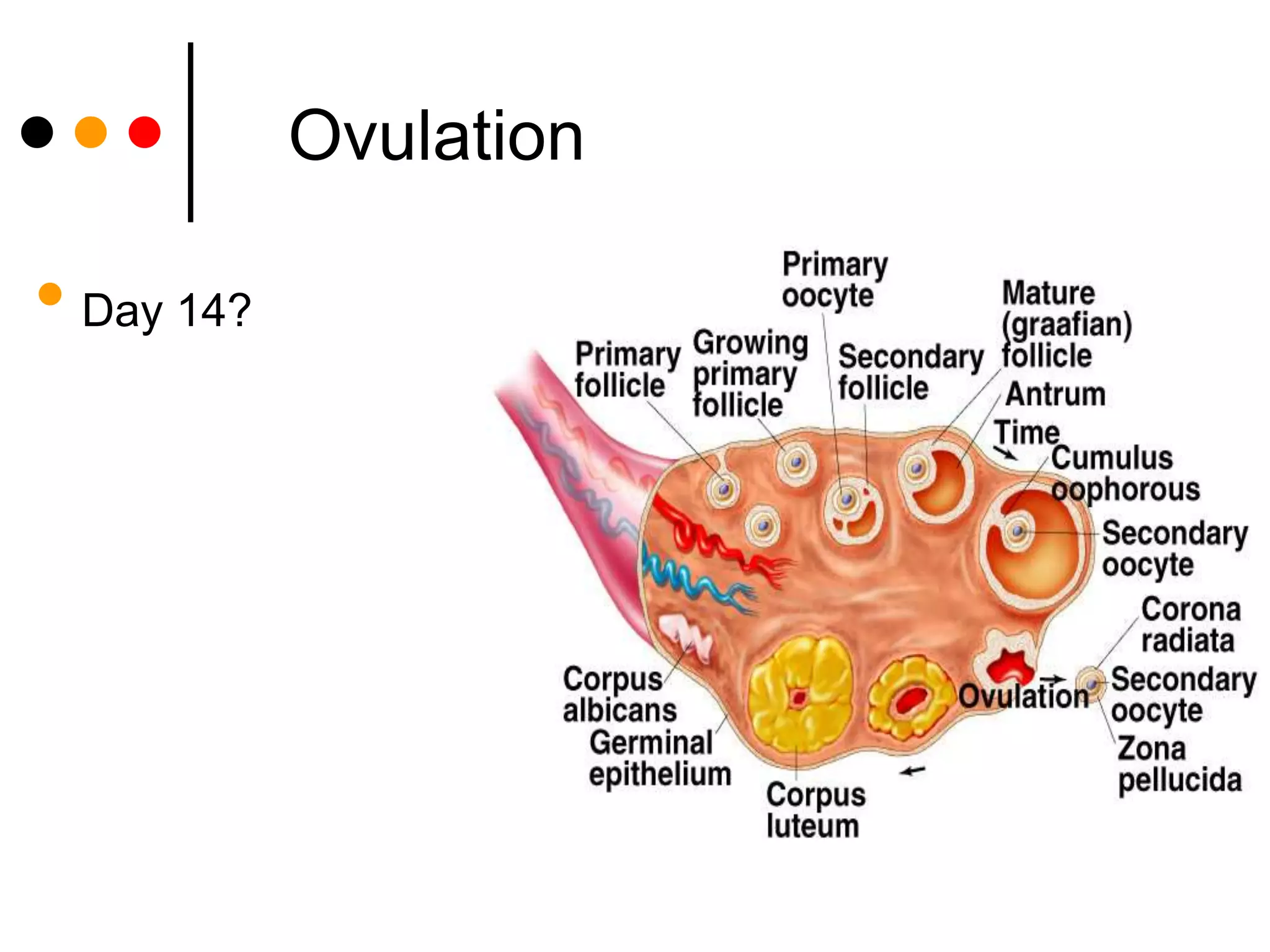 ovulation induction protocols update 2014 | PPTX