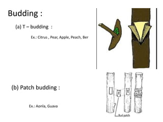Use of propagation structure in propagation | PPTX