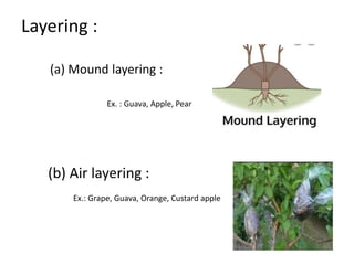 Use of propagation structure in propagation | PPTX