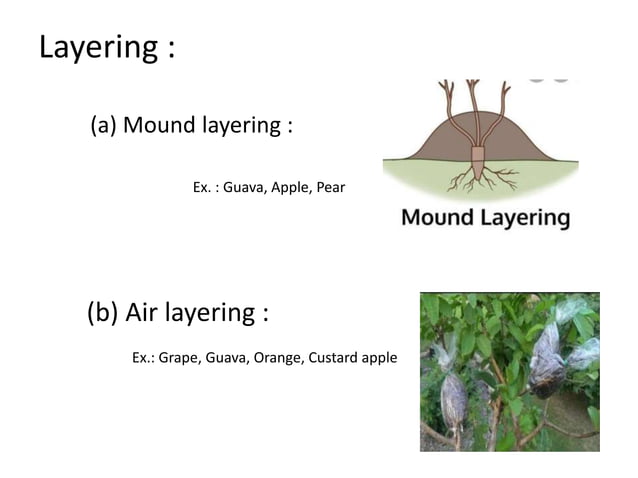 Use Of Propagation Structure In Propagation Ppt