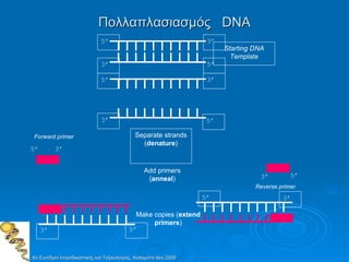 Oι ΑΝΑΛΥΣΕΙΣ DNA ΣΤΗΝ ΕΓΚΛΗΜΑΤΟΛΟΓΙΑ: ΜΥΘΟΙ ΚΑΙ | PPT