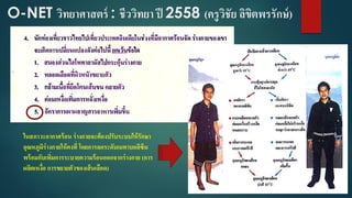 เฉลยO netวิทย์ชีวะ58 | PDF