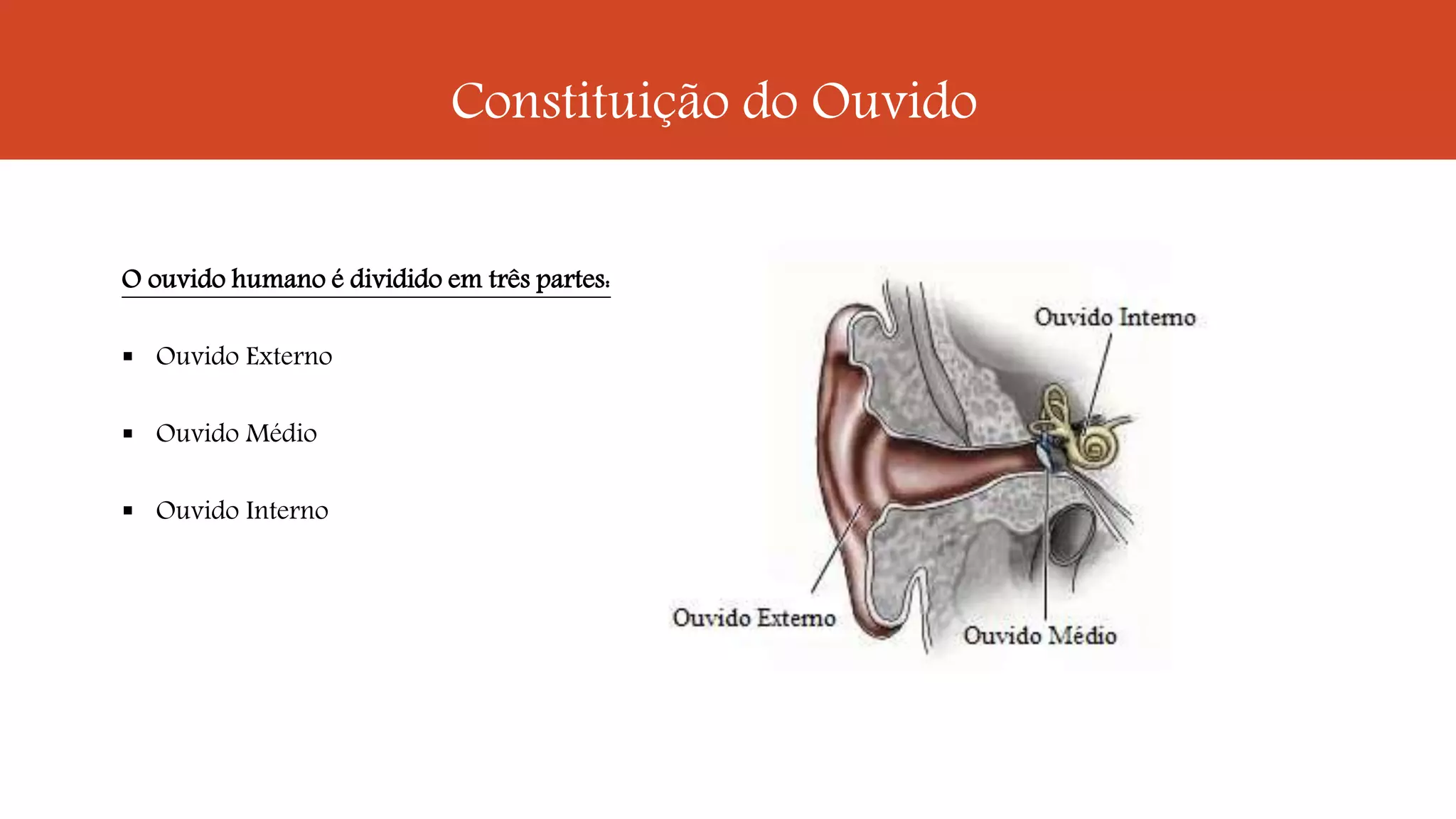 O ouvido-humano-estrutura-e-funcionamento | PPTX