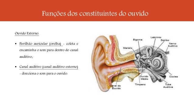 Partes Do Diagrama Do Ouvido Externo O Ouvido, A Audição E O