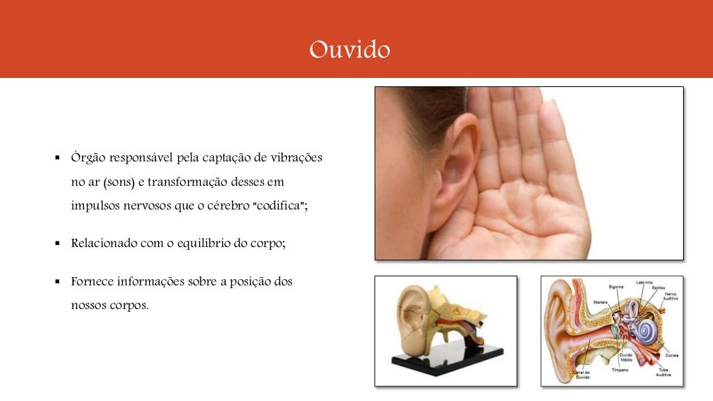Partes Do Ouvido Humano E Suas Funcoes