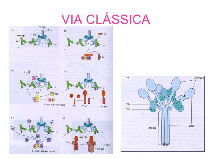 O Sistema Complemento