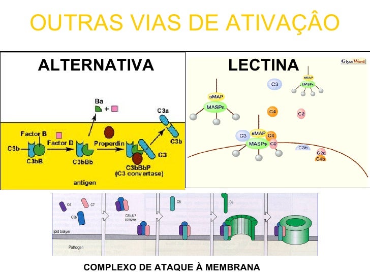 O Sistema Complemento