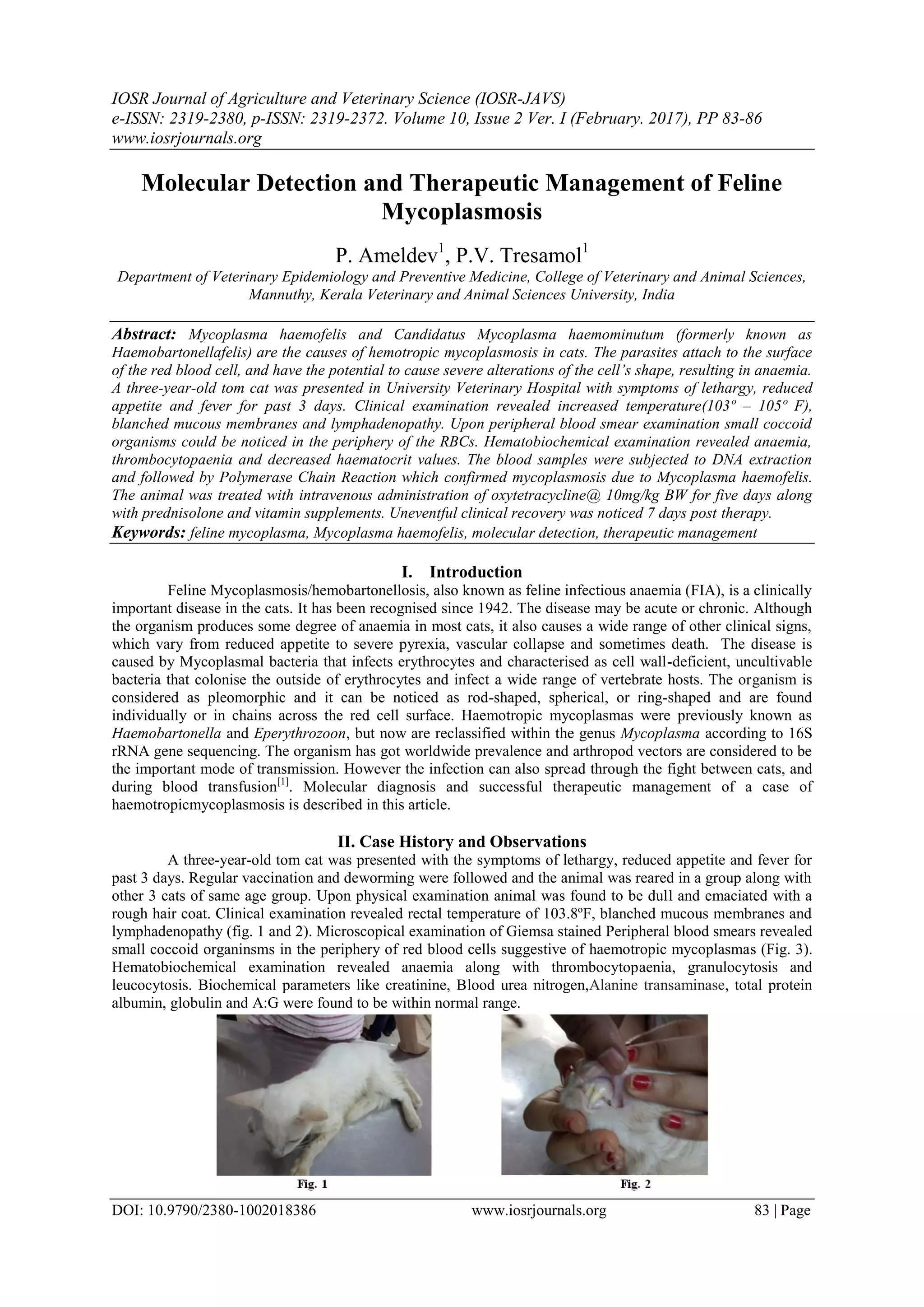 Molecular Detection and Therapeutic Management of Feline Mycoplasmosis ...