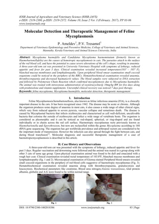 Molecular Detection and Therapeutic Management of Feline Mycoplasmosis ...