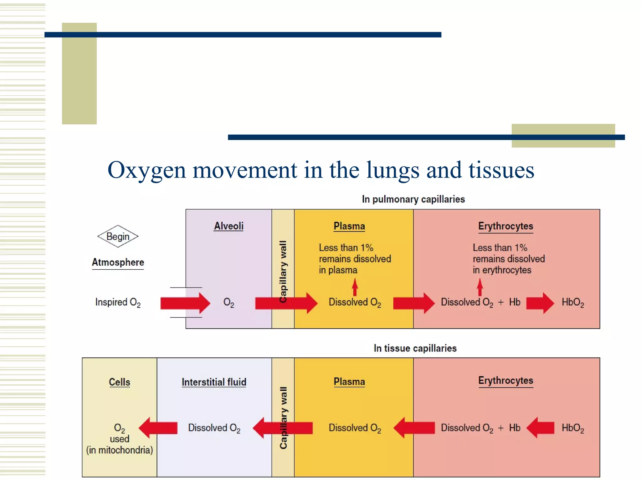 Physiology Of O2 Transport And O2 Dissociation Curve Ppt Lung And