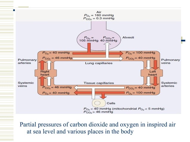Physiology Of O2 Transport And O2 Dissociation Curve Ppt Lung And