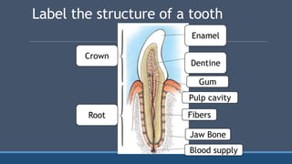 Teeth and enzymes | PPT