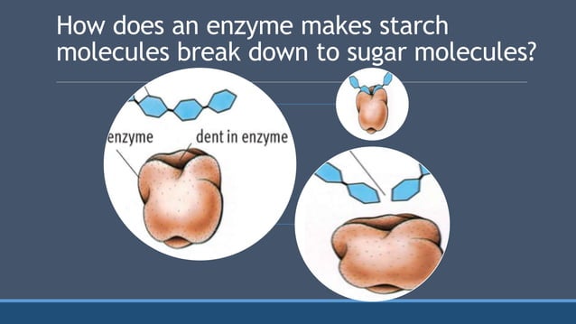 Teeth and enzymes | PPT