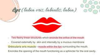OA-LEC-1-Introduction-oral-cavity-and-paraoral-tissues.pdf