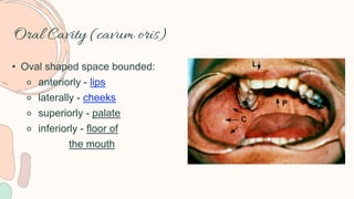 OA-LEC-1-Introduction-oral-cavity-and-paraoral-tissues.pdf