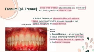 OA-LEC-1-Introduction-oral-cavity-and-paraoral-tissues.pdf
