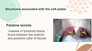 OA-LEC-1-Introduction-oral-cavity-and-paraoral-tissues.pdf