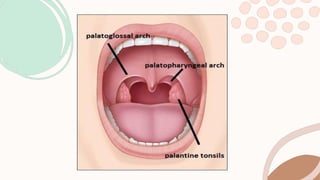 OA-LEC-1-Introduction-oral-cavity-and-paraoral-tissues.pdf