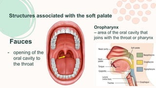 OA-LEC-1-Introduction-oral-cavity-and-paraoral-tissues.pdf