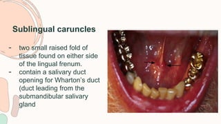 OA-LEC-1-Introduction-oral-cavity-and-paraoral-tissues.pdf