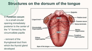 OA-LEC-1-Introduction-oral-cavity-and-paraoral-tissues.pdf