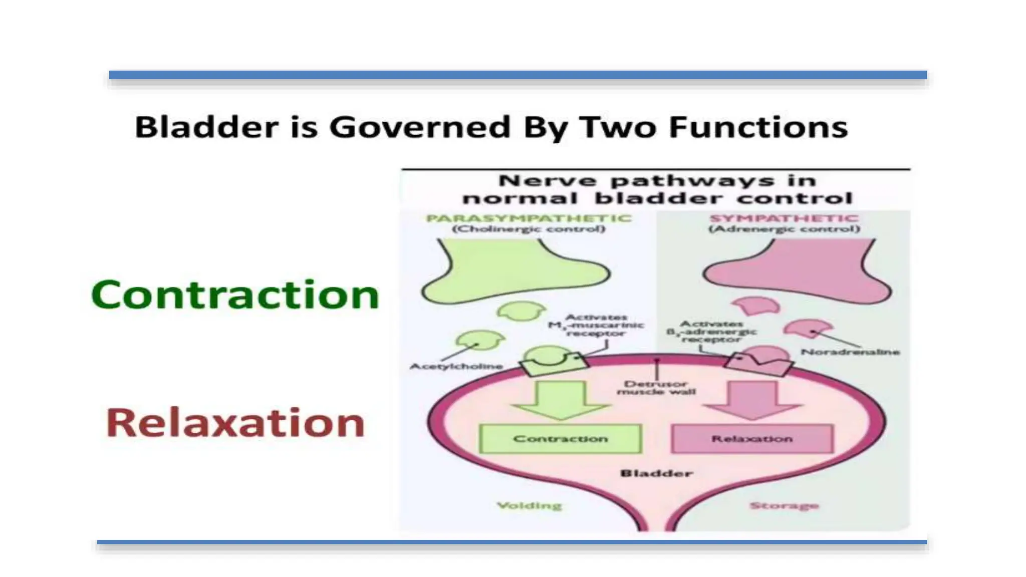 OVERACTIVE BLADDER AND THEIR MANAGEMENT. | PPTX