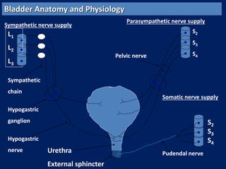 Overactive Bladder. | PPT