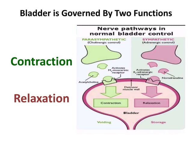 Over Active Bladder ‘an enigma’ Dr Jyoti Agarwal Dr Sharda Jain | PPTX