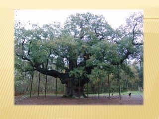 Oak tree as a British symbol | PPT