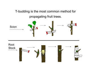 Plant propagation methodologies | PDF