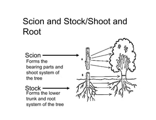 Plant propagation methodologies | PDF