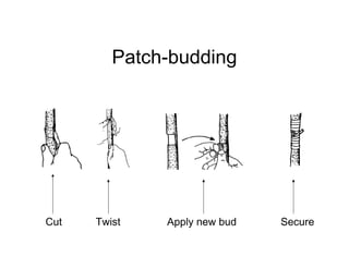 Budding In Plants Diagram
