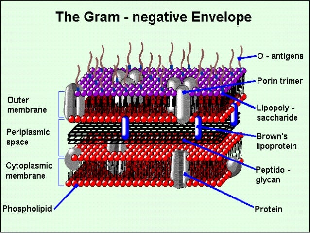 O Antigen Structure