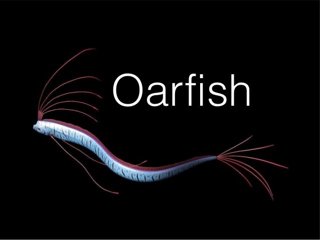 Oarfish Skeleton