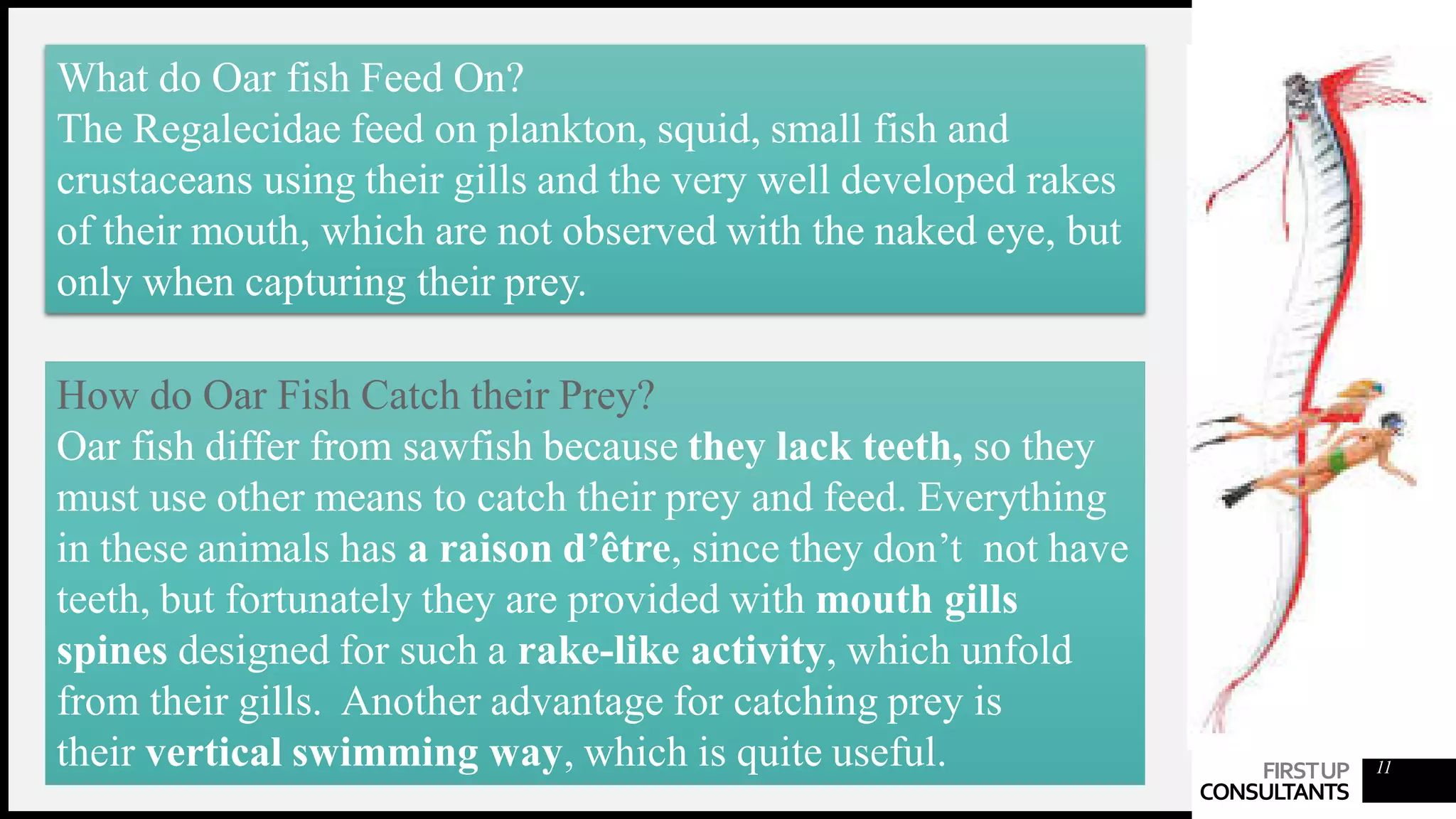Oar fish- Characters, Habitat, Feeding ,Threat ppt | PDF