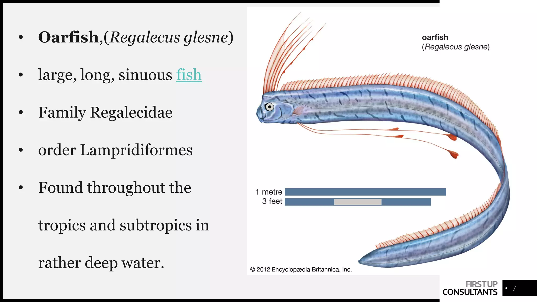 Oar fish- Characters, Habitat, Feeding ,Threat ppt | PDF