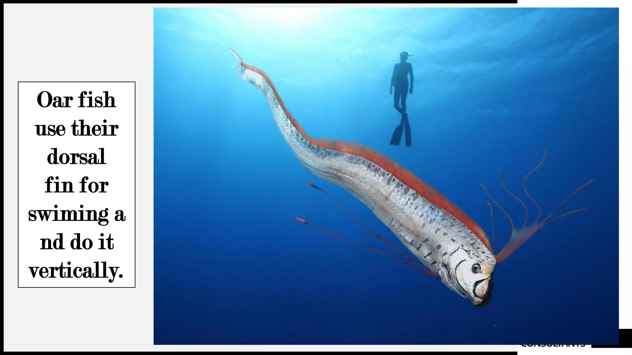 Oar fish- Characters, Habitat, Feeding ,Threat ppt | PDF