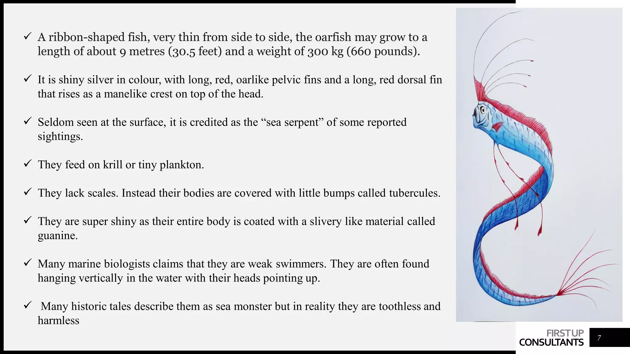 Oar fish- Characters, Habitat, Feeding ,Threat ppt | PDF