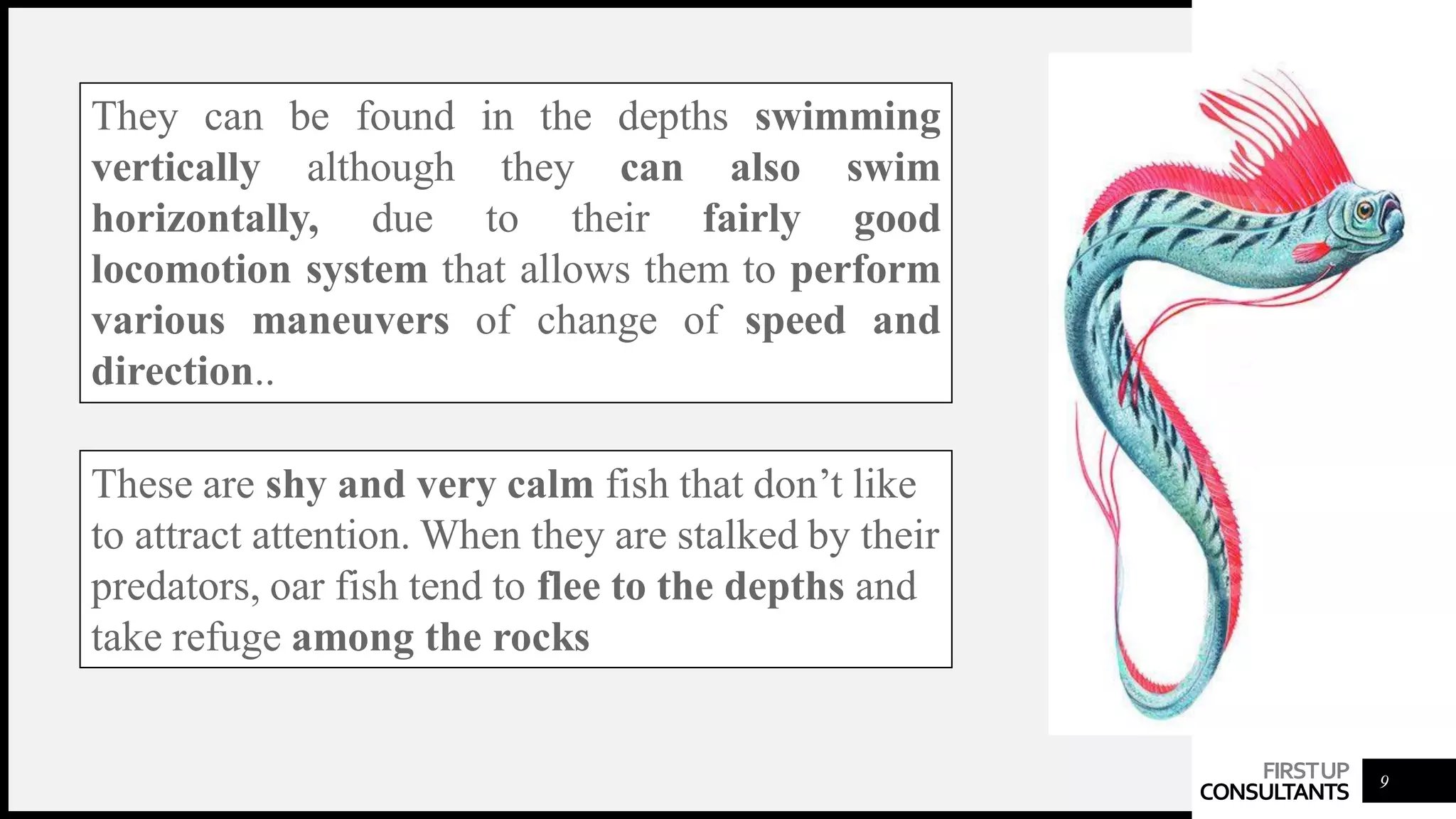 Oar fish- Characters, Habitat, Feeding ,Threat ppt | PDF