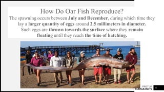 Oar fish- Characters, Habitat, Feeding ,Threat ppt | PDF