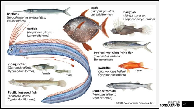 Oar fish- Characters, Habitat, Feeding ,Threat ppt | PDF