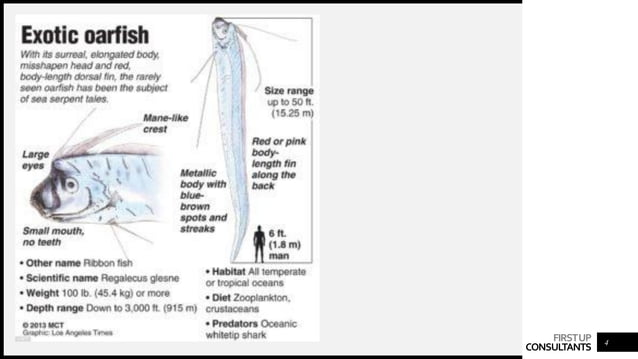 Oar fish- Characters, Habitat, Feeding ,Threat ppt | PDF