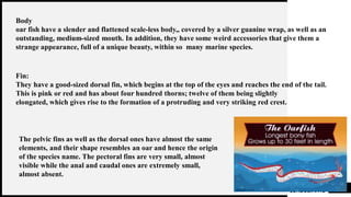Oar fish- Characters, Habitat, Feeding ,Threat ppt | PDF